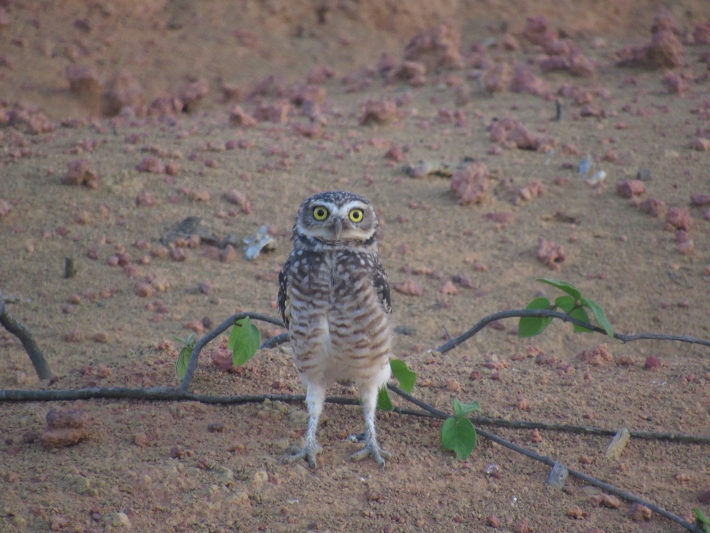 Burrowing Owl from Paragominas - State of Pará, Brazil on October 12 ...