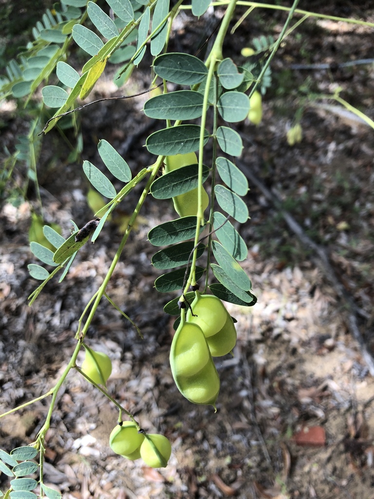 Bladder Pod from Jacksonville, TX, US on October 16, 2019 at 01:41 PM ...