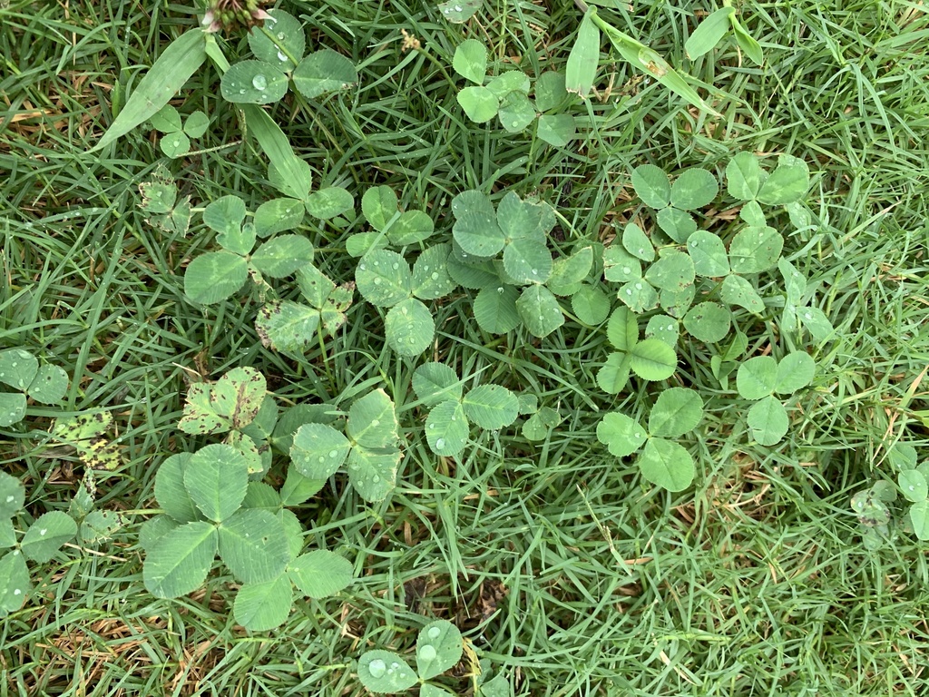 white clover from Houston Community College - Central Campus, Houston ...