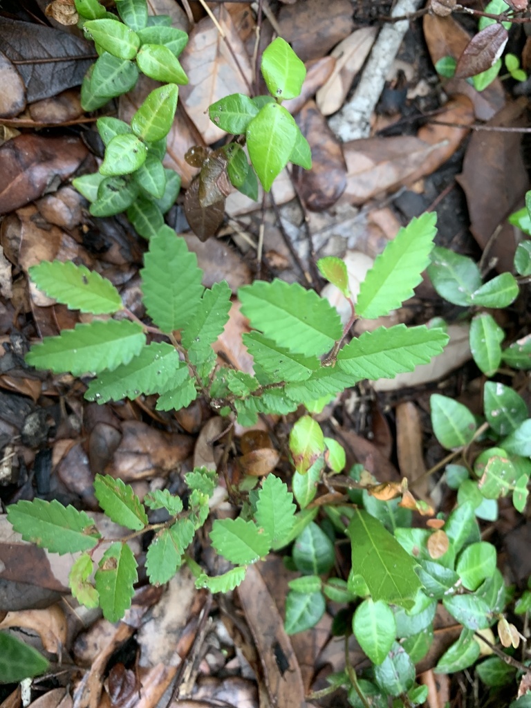 American elm from Austin St, Houston, TX, US on October 16, 2019 at 02: ...