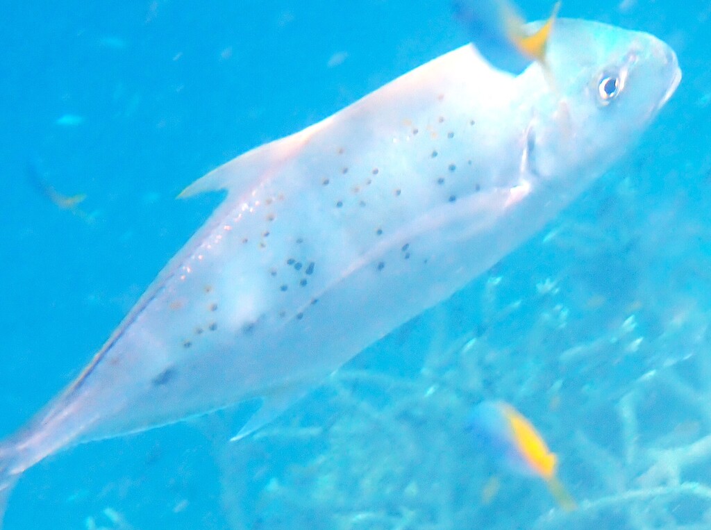 Yellow Spotted Trevally from Hardy Reef, Whitsundays QLD, Australia on ...