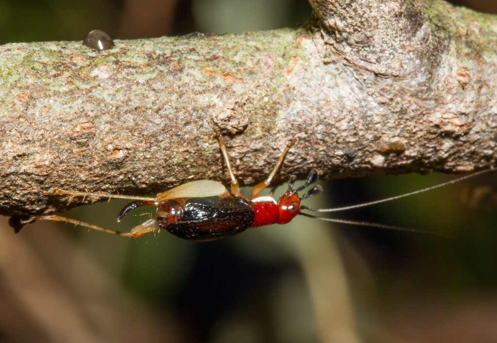 Red-headed Bush Cricket from Muhlenberg County, KY, USA on October 01 ...