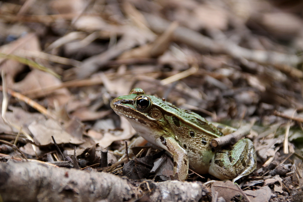 Atlantic Coast Leopard Frog from prime hook national wildlife refuge on ...