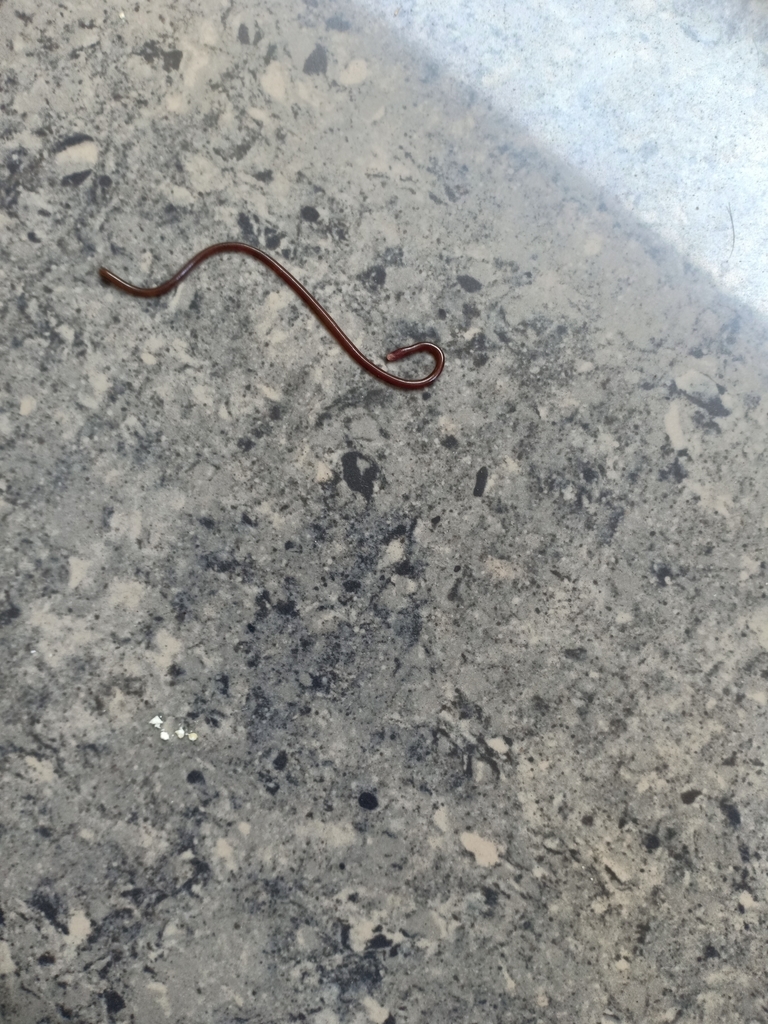 Blind Snakes from Saba, Blahbatuh, Kabupaten de Gianyar, Bali ...