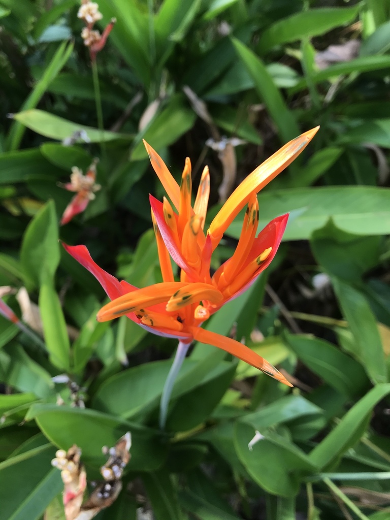 Parrot's Beak from Universiti Sains Malaysia, Georgetown, Penang, MY on ...