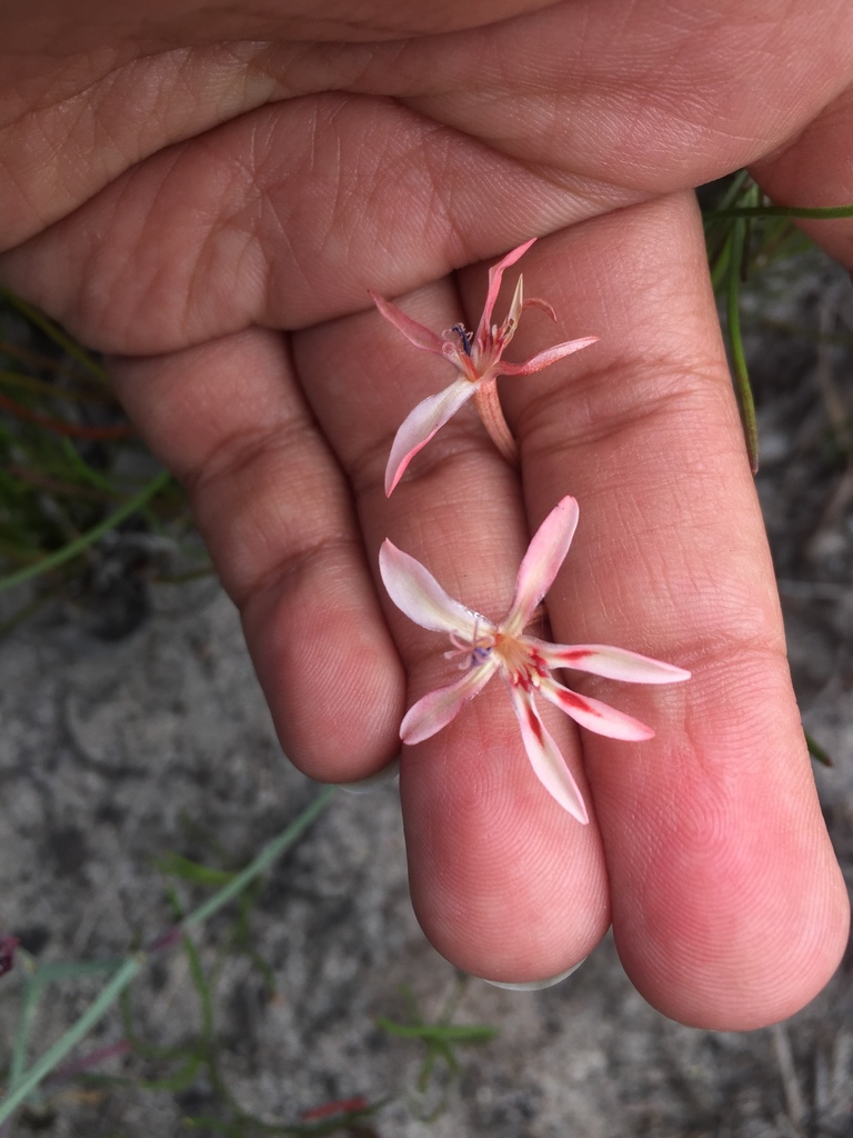 Long Kabong from Cape Farms, Cape Town, WC, ZA on October 14, 2019 at ...