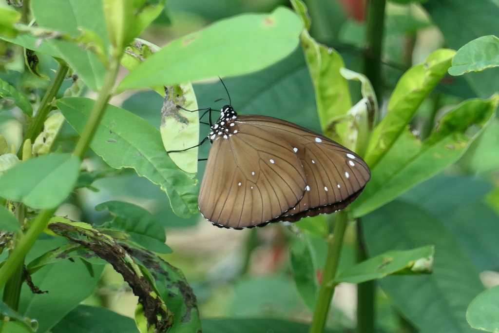 Euploea core amymone from Tsuen Wan, Hong Kong on October 16, 2019 at ...
