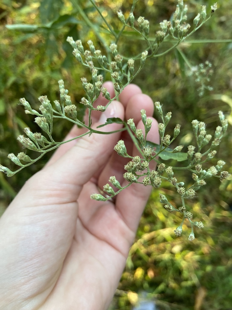 late boneset from Lula Lake Rd, Lookout Mountain, GA, US on October 17 ...