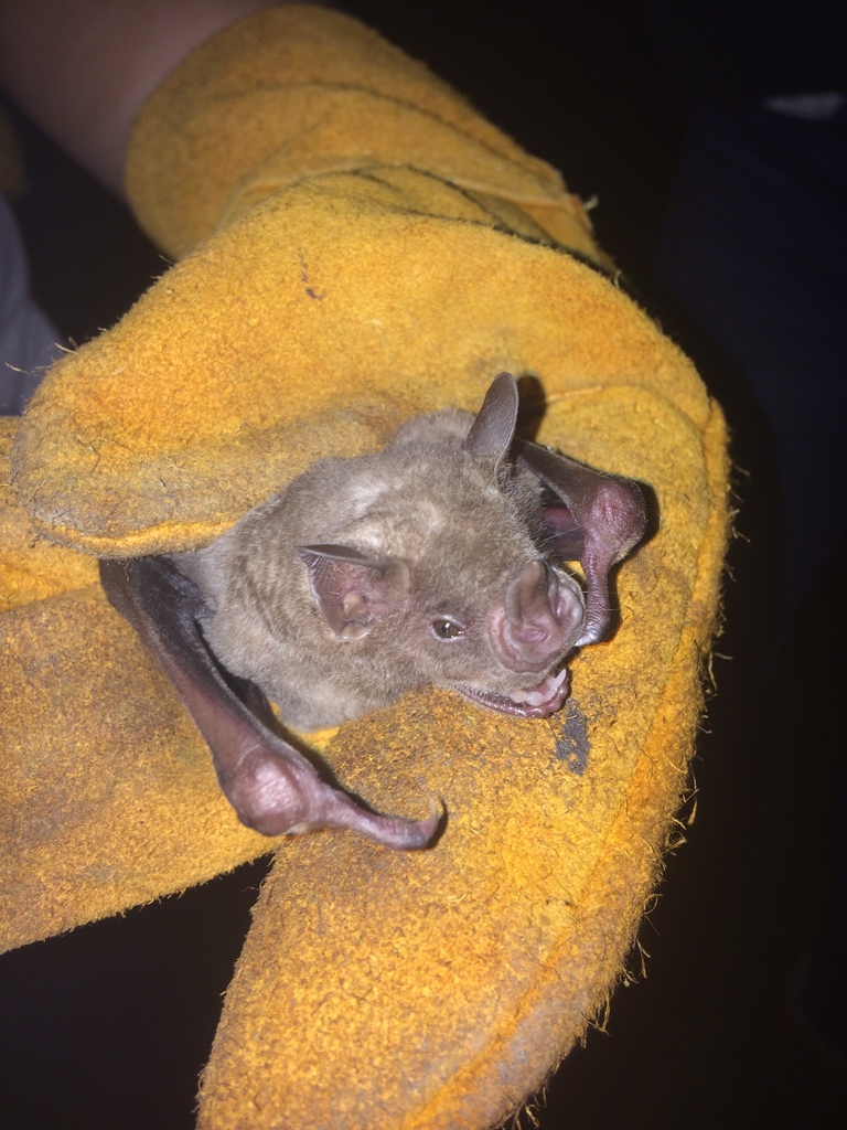 Jamaican Fruit-eating Bat from Calle 54, Mérida, YUC, MX on October 16 ...