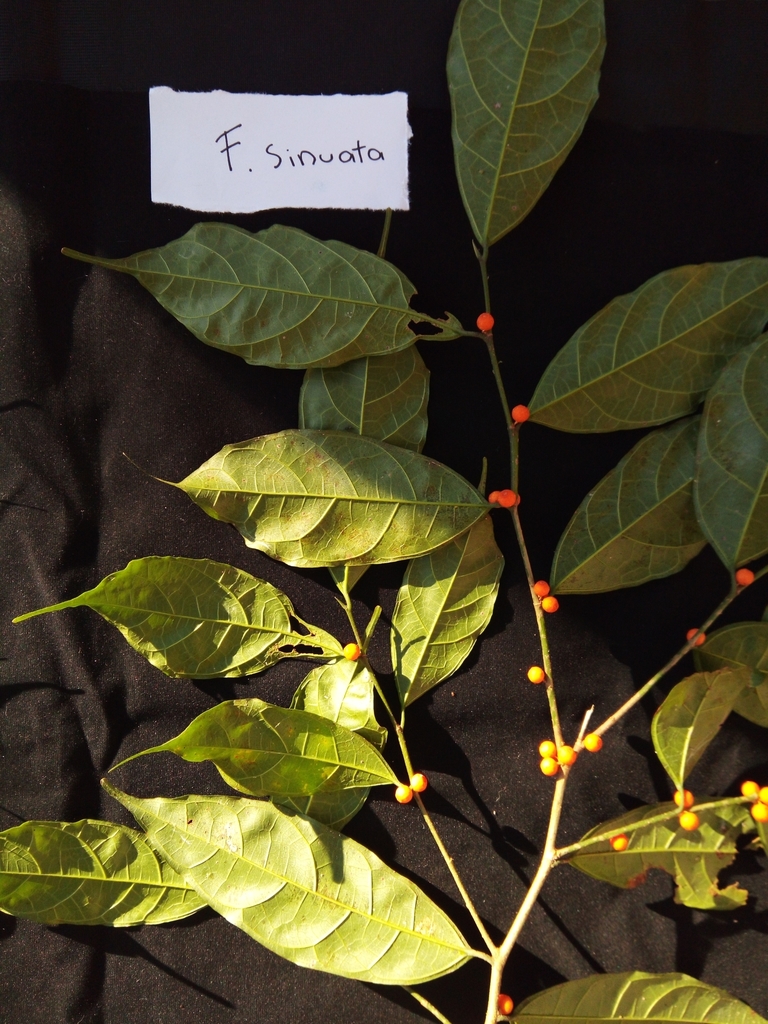 Ficus sinuata from Malasari, Nanggung, Bogor, West Java, Indonesia on ...