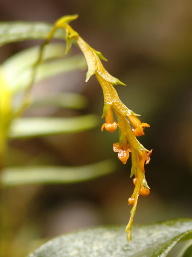 Octarrhena lorentzii · iNaturalist