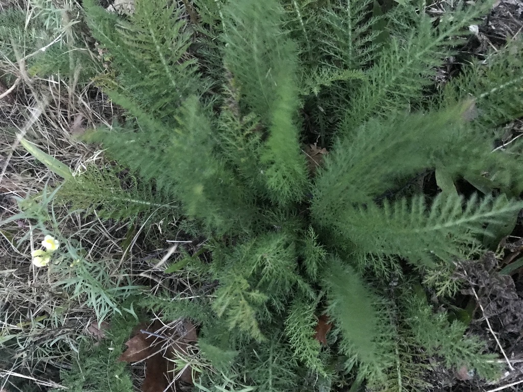 common yarrow from Brighton, Boston, MA, USA on October 16, 2019 by ...