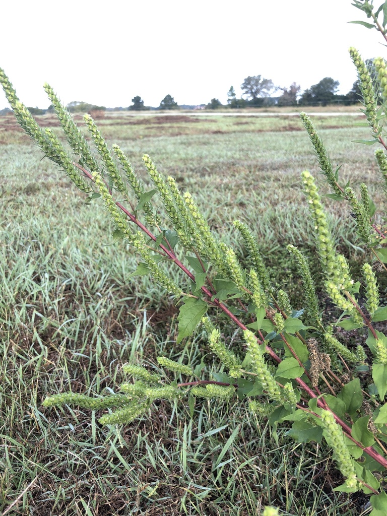 Sumpweed in October 2019 by accotton · iNaturalist