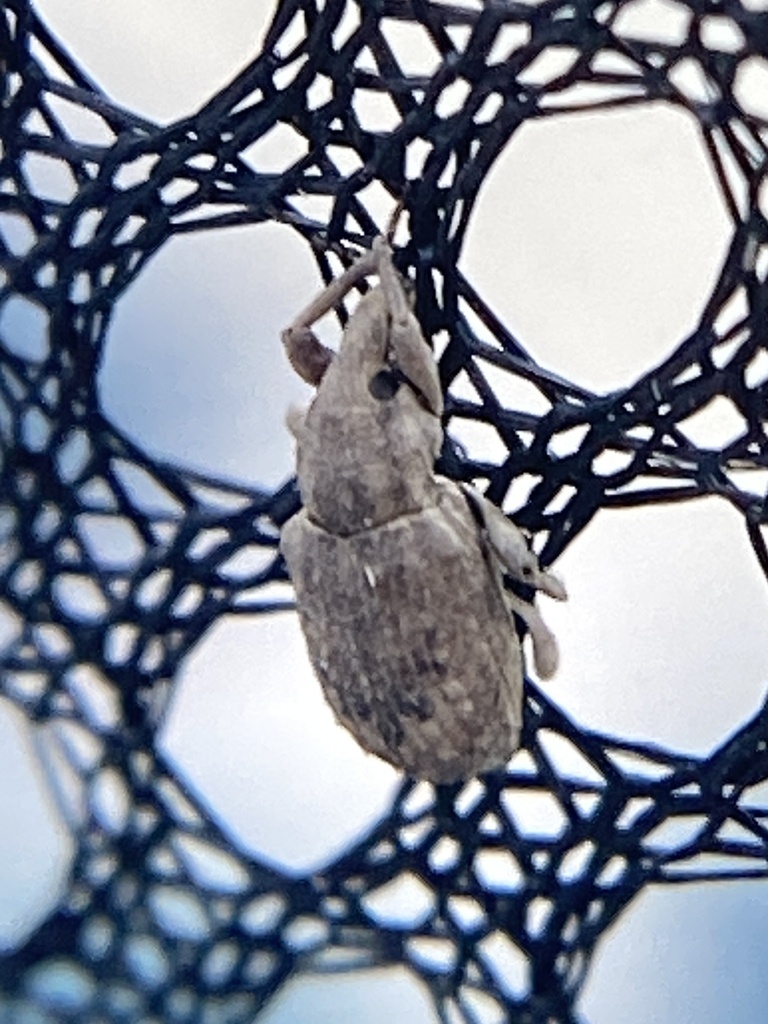 Rice Water Weevil from Holly Grove Dr, Fort Worth, TX, US on July 26 ...