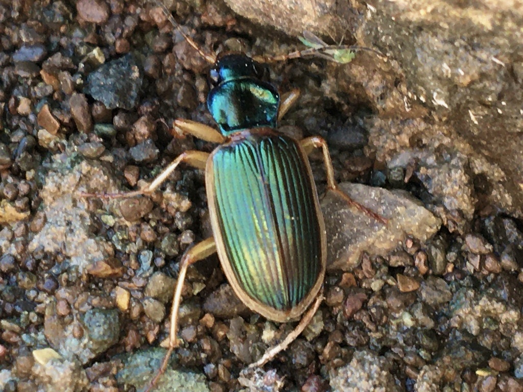 Chlaenius spoliatus from Priština, Pristina, Kosovo on October 17, 2019 ...