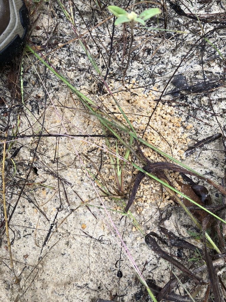 Texas Leaf-cutter Ant from County Road 153, Garrison, TX, US on October ...