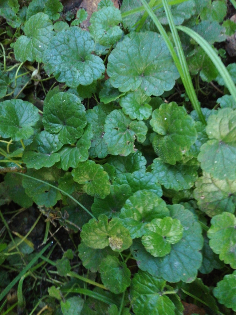 ground-ivy from 4651 Stadl-Paura, Österreich on October 17, 2019 at 06: ...