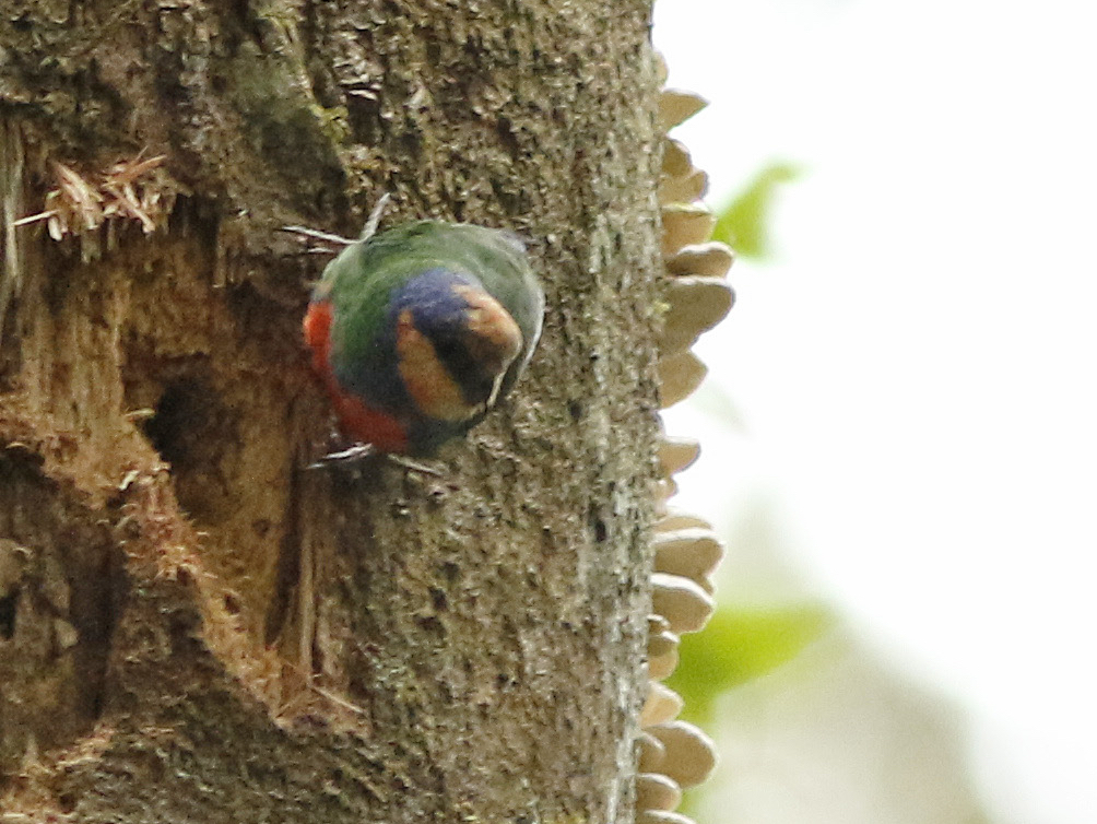 Pygmy-Parrots (Micropsitta) - Avian Discovery