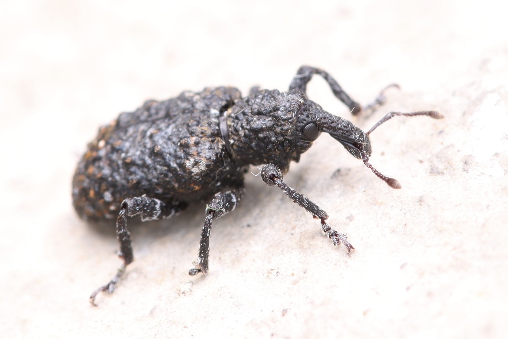 Niphades tubericollis from 龙泉山景区, 丽水市, 浙江省, CN on July 27, 2025 at 12: ...