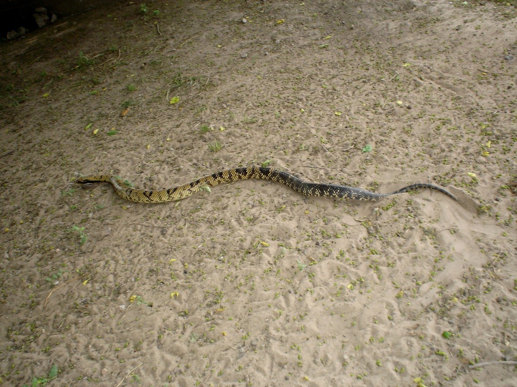 False Water Cobra from 1 de Mayo, Chaco, Argentina on July 26, 2006 at ...