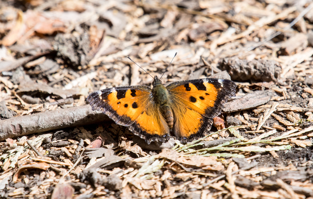 California Tortoiseshell from Tulare County, CA, USA on October 16 ...