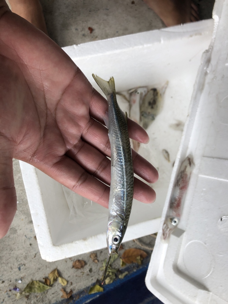 Halfbeaks from Gulf of Thailand, Chonburi, TH on October 19, 2019 at 09 ...