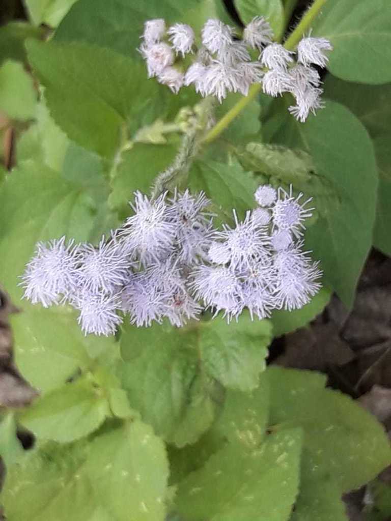 billygoat weed from Santa Maria, El Salvador on October 18, 2019 by ...