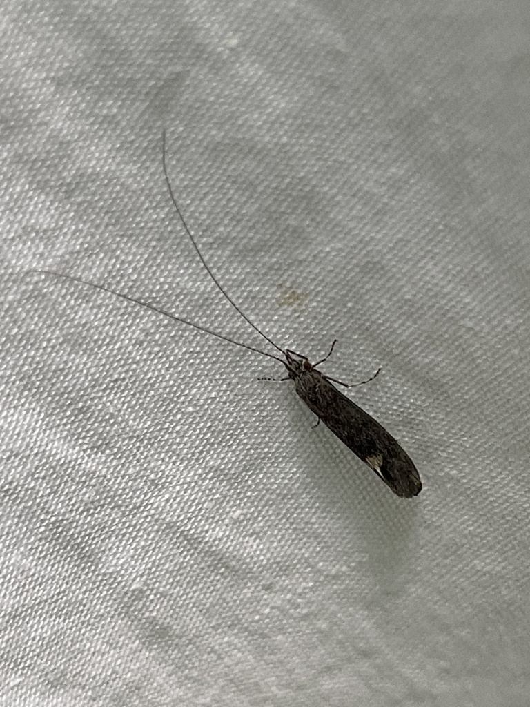 Ceraclea from Parry Sound District, ON, Canada on June 30, 2025 at 08: ...