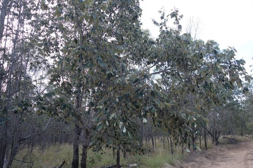 Red Ash (Plants of Goonderoo Bush Heritage Reserve ) · iNaturalist