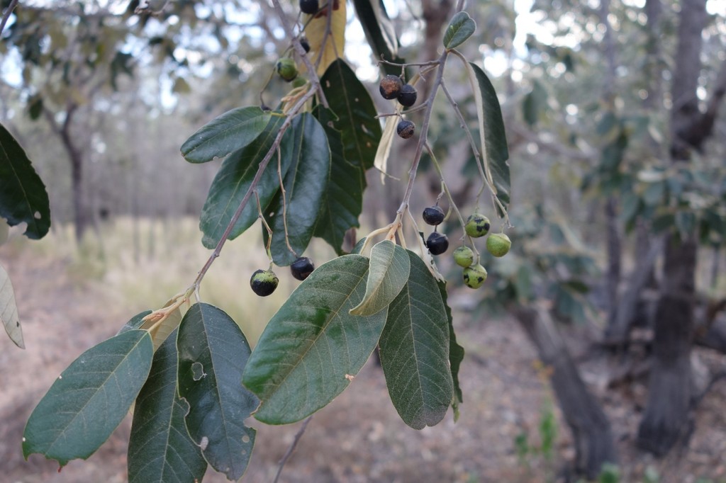 Red Ash (Plants of Goonderoo Bush Heritage Reserve ) · iNaturalist
