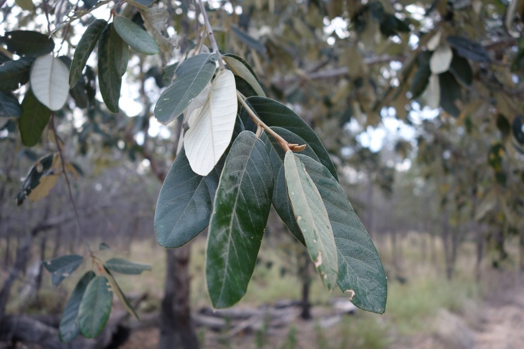 Red Ash (Plants of Goonderoo Bush Heritage Reserve ) · iNaturalist