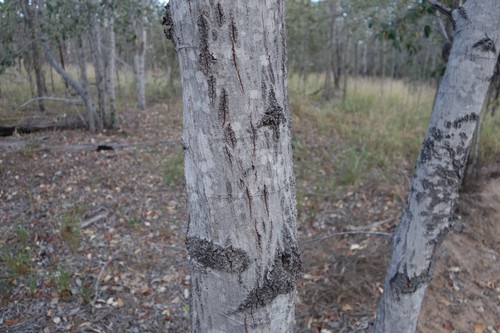 Red Ash (Plants of Goonderoo Bush Heritage Reserve ) · iNaturalist