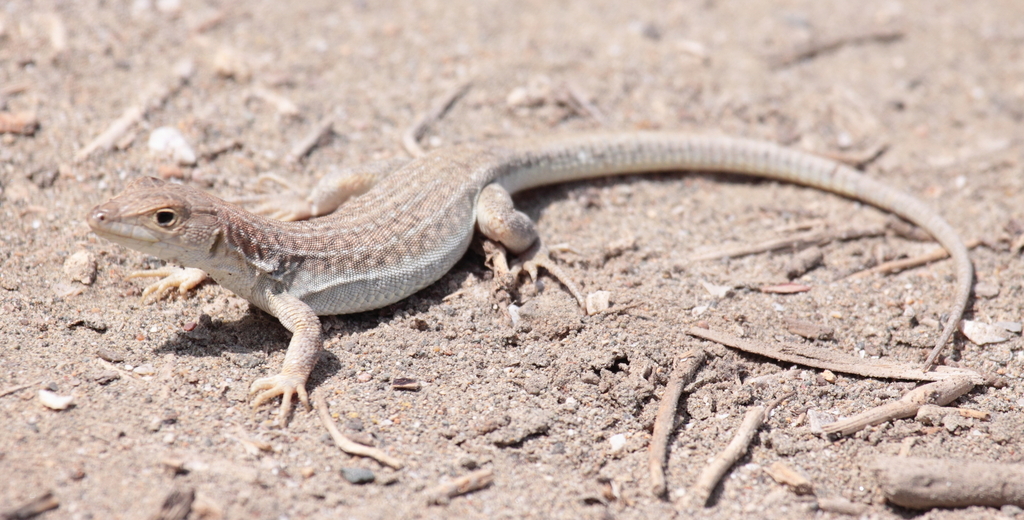 Schreiber's Fringe-fingered Lizard from Akrotiri Cyprus on April 12 ...