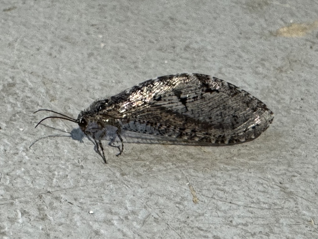 Polystoechotes punctata from Okanogan - Wenatchee National Forest ...