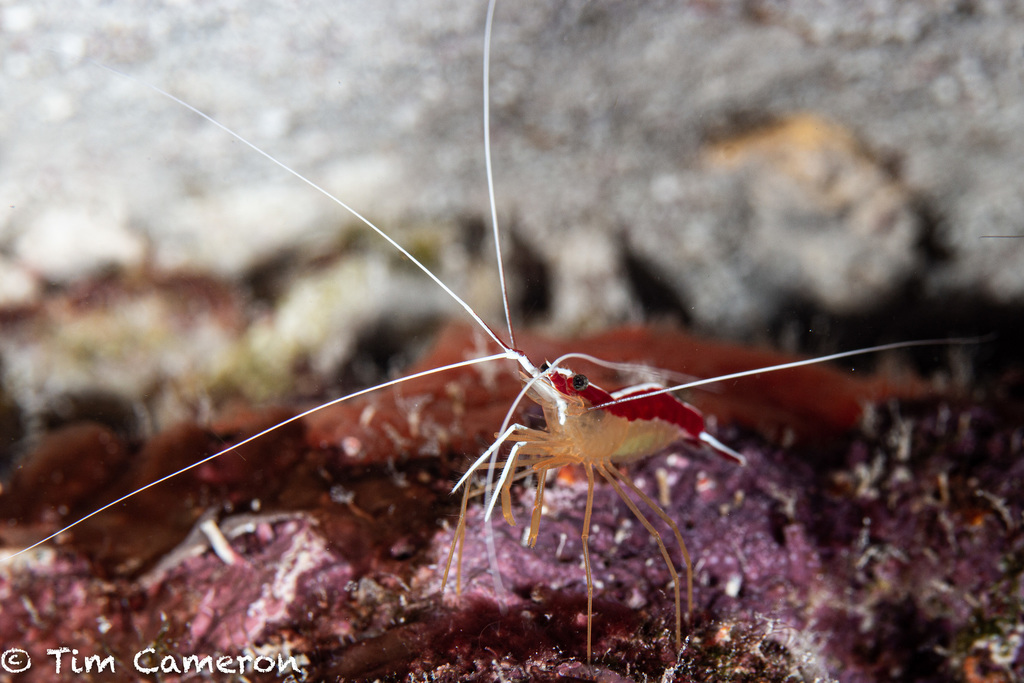 Redbacked Cleaner Shrimp from Curaçao on October 08, 2019 at 04:44 PM ...
