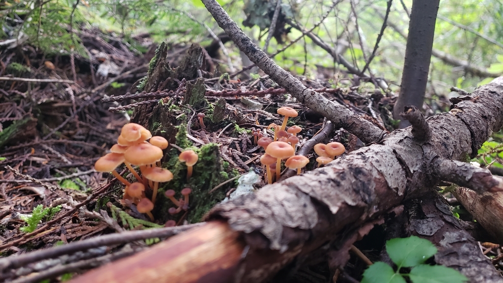 Xeromphalina sect. xeromphalina from Hayden Lake, ID 83835, USA on ...