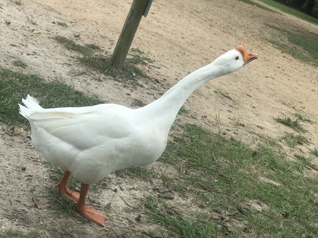 Domestic Swan Goose from Arthur Storey Park, Houston, TX, US on October ...