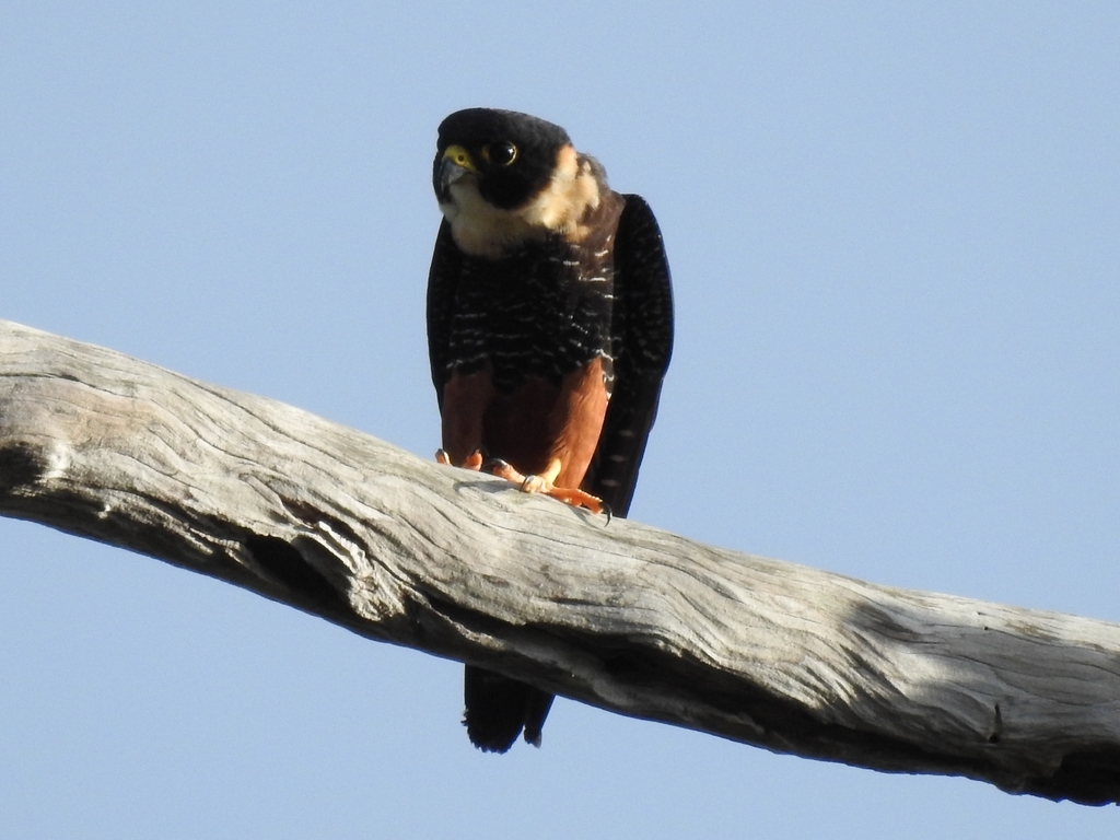 Bat Falcon from 17100, Perú on October 18, 2019 at 04:30 PM by Jose ...