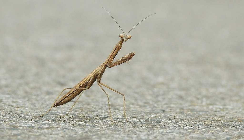 Statilia maculata maculata from Moriyama, Shiga, Japão on September 27 ...
