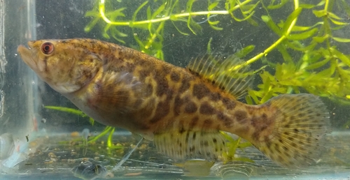 género Titanolebias · iNaturalist Ecuador