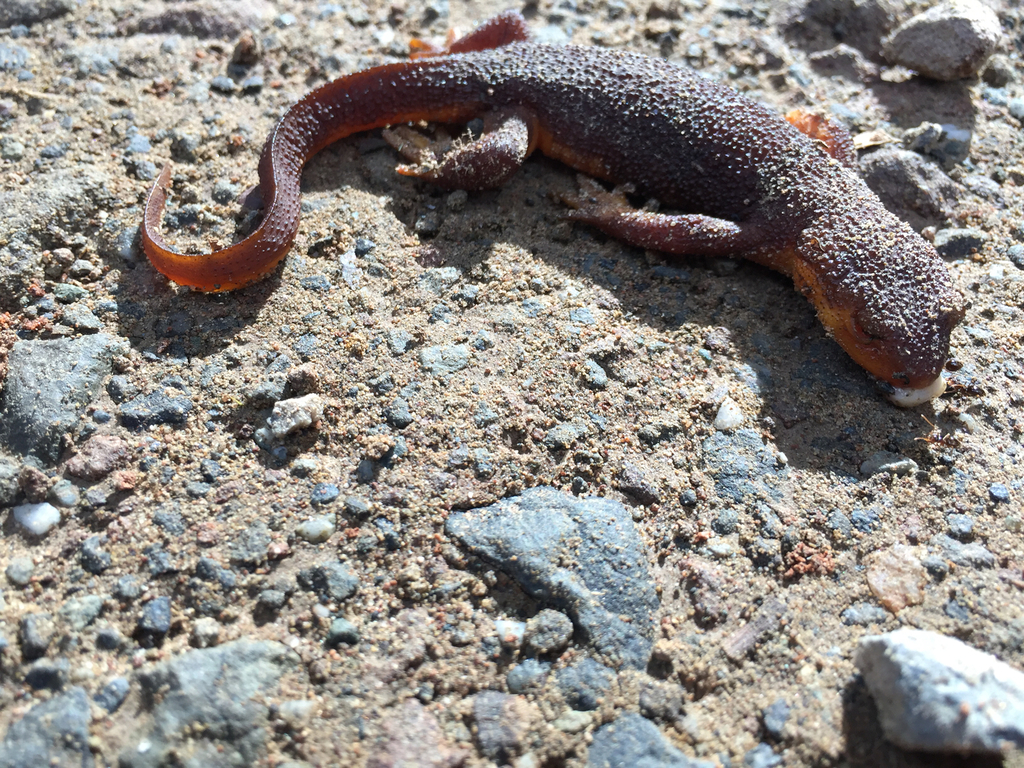 Rough-skinned Newt from 95449, Hopland, CA, US on November 06, 2016 at ...
