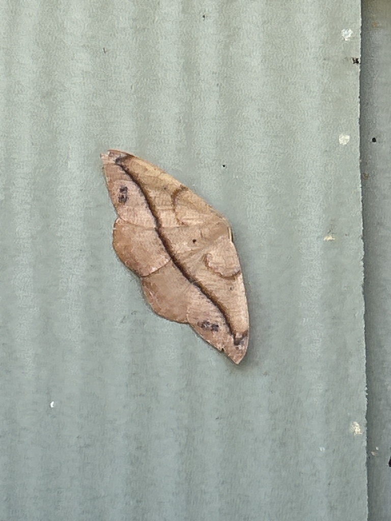 Juniper Geometer Moth from Alpha Ridge Park, Marriottsville, MD, US on ...