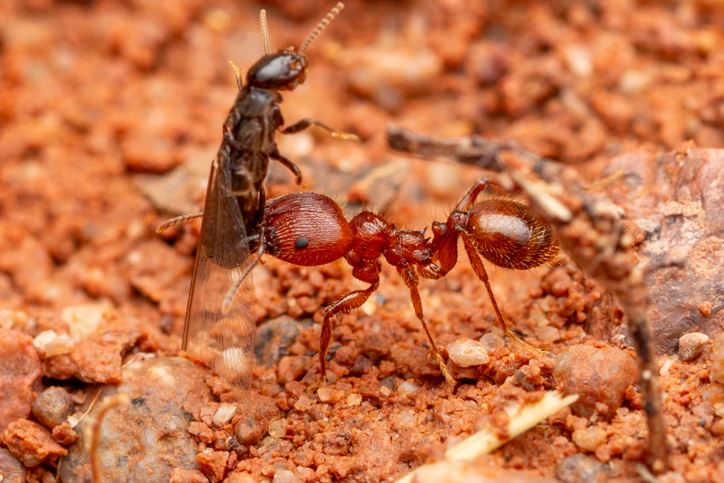 Titan Big-headed Ant from Santa Cruz County, AZ, USA on July 14, 2025 ...