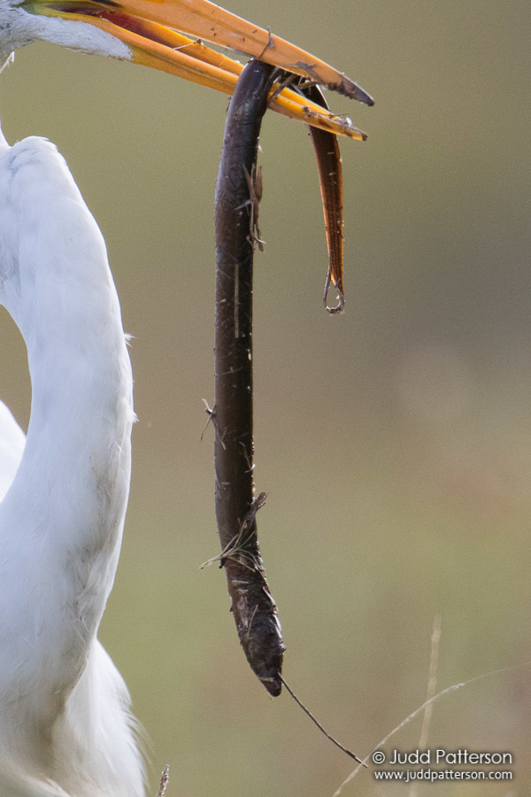 Asian swamp eel from Miami-Dade, Everglades National Park, Florida ...