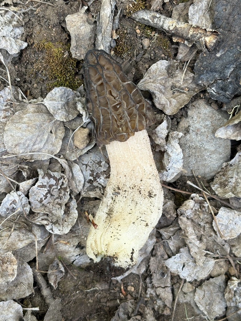 white morel in May 2025 by ewasiukb. On ground in 4 year old Pipeline ...