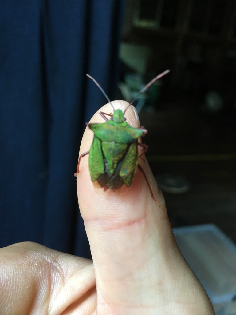 Japanese Stink Bug from 戸隠宝光社1674-2, 長野市, 長野県, JP on September 27, 2019 ...