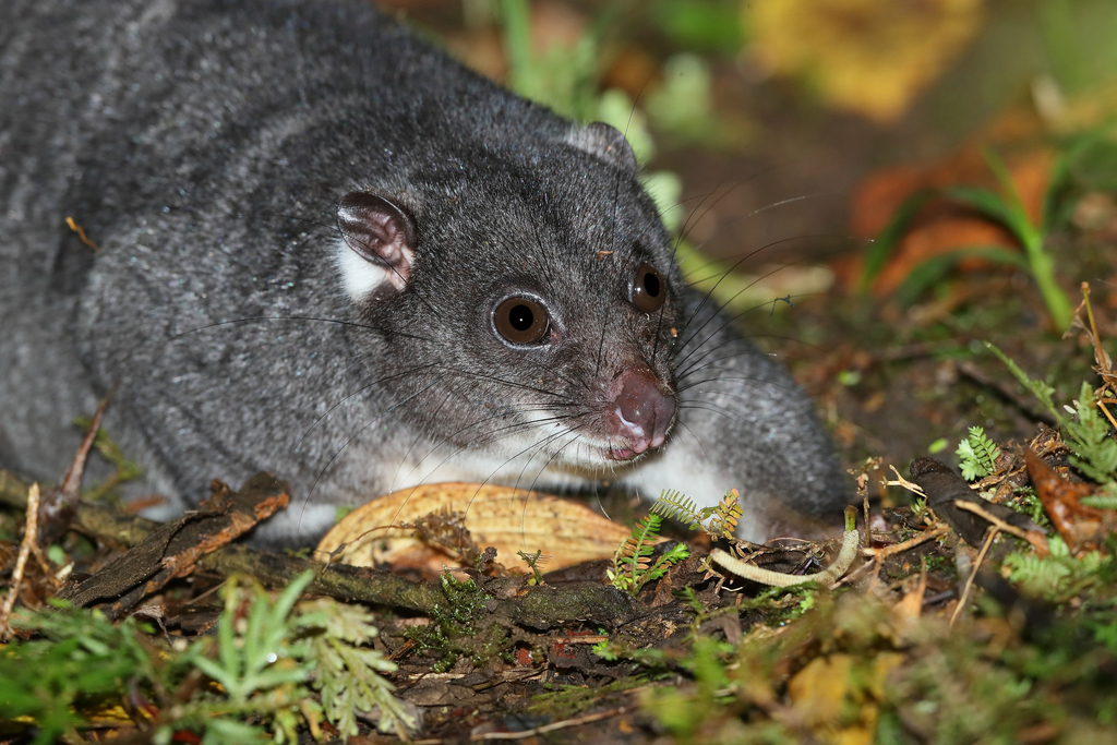 Ground Cuscus from Arfak Mountains Regency, West Papua, Indonesia on ...
