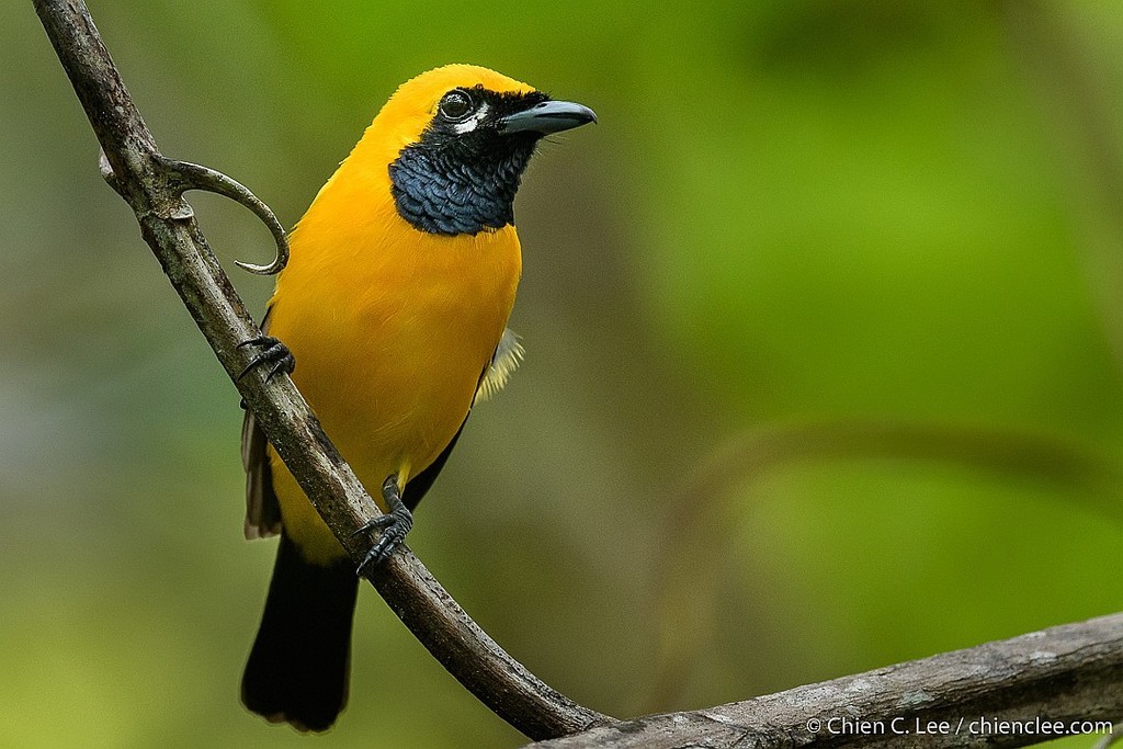 Golden Monarch from Jayapura, Papua, Indonesia on July 23, 2016 at 12: ...