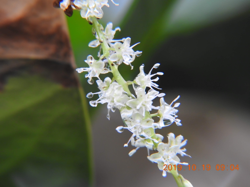 tuber fleeceflower from 231台灣新北市新店區永業路口[新巴士] on October 19, 2019 at 09: ...
