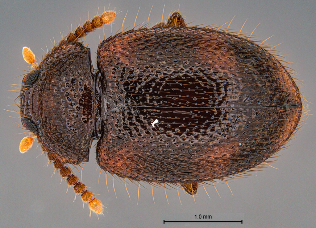 Anaedus from Singapore on May 06, 2025 by Yap Ee Hean. Specimen ZRC ...